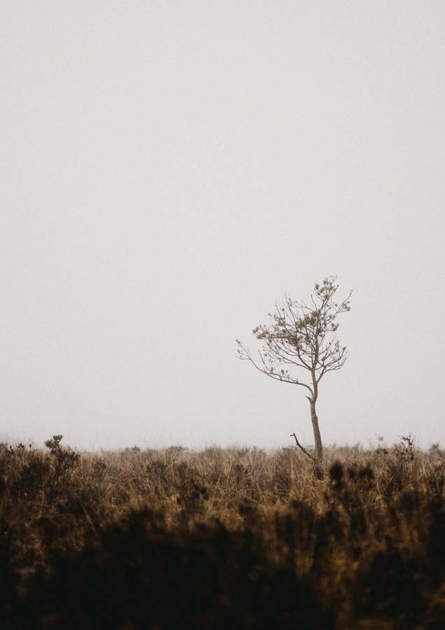 Tree Lone Canvas Wall Art – Empty Studios