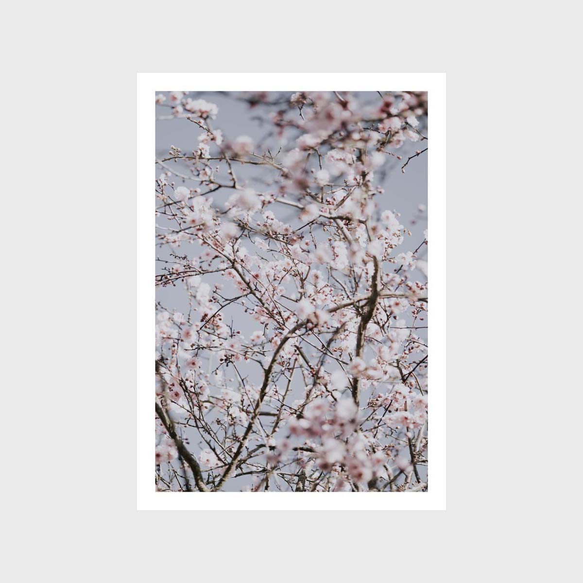 Cherry Blossom 1 Art Print – Empty Studios