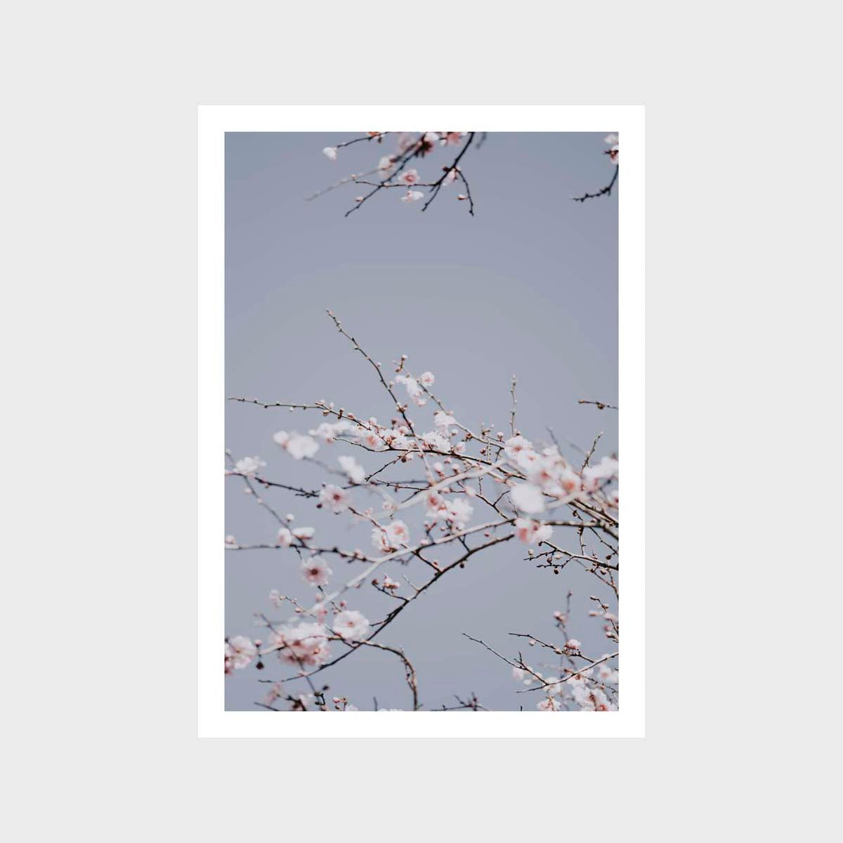 Cherry Blossom 2 Art Print – Empty Studios