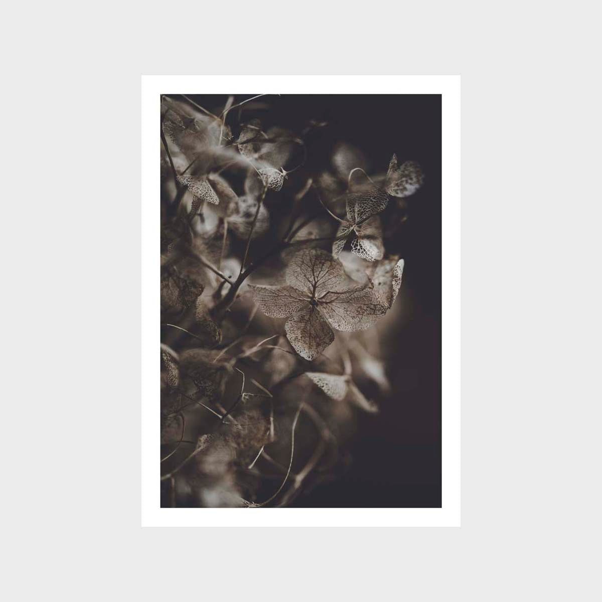 Botanical Hydrangea Decay 2 Art Print – Empty Studios