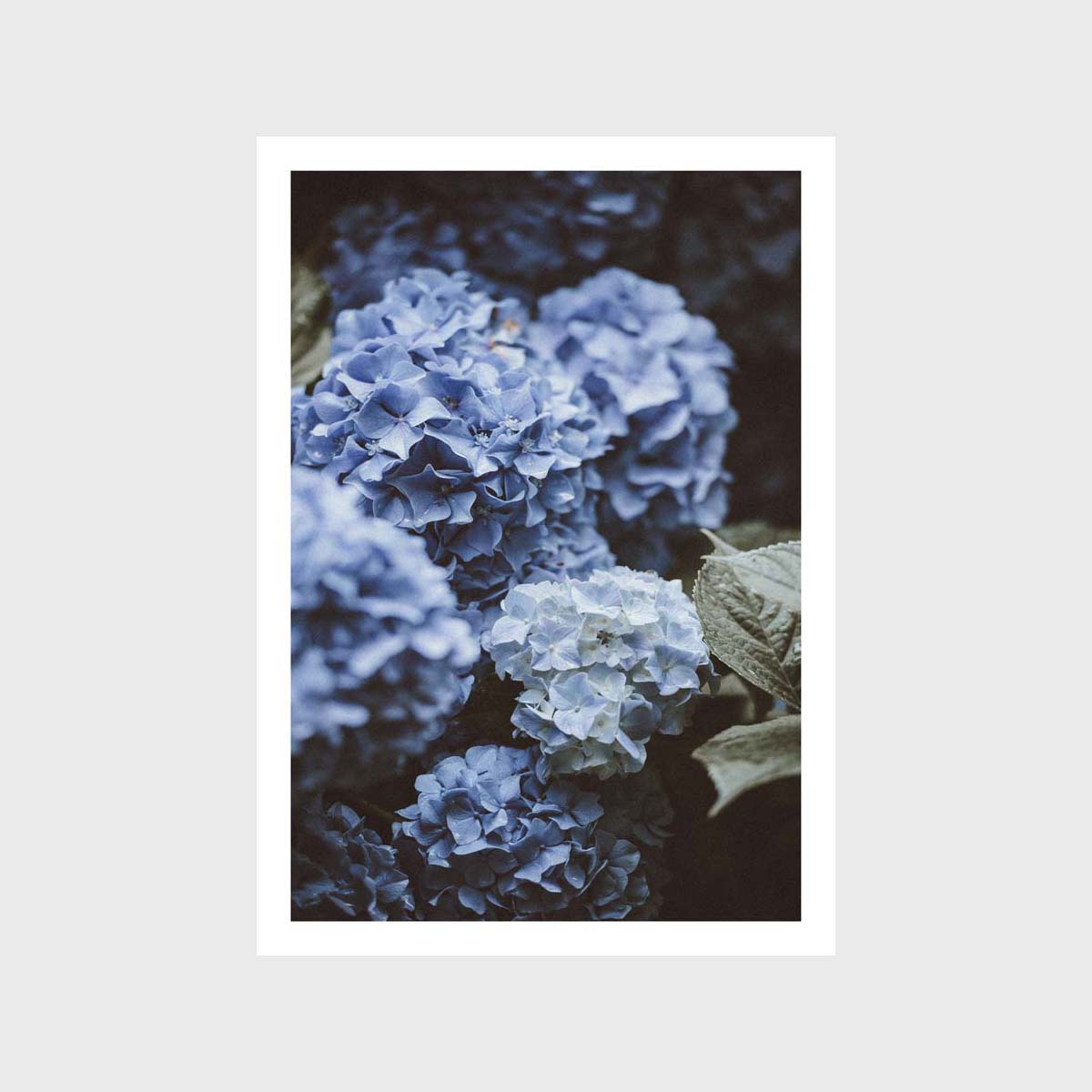 Botanical Hydrangea Fresh 7 Art Print – Empty Studios
