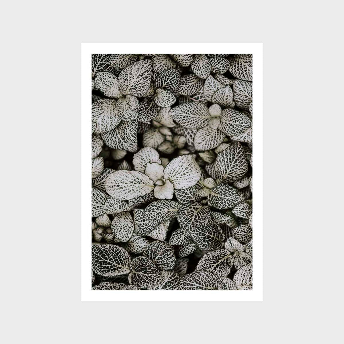 Botanical Leaf Top Contrast Art Print – Empty Studios