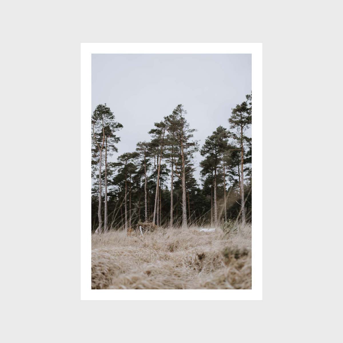 Grass Trees 1 Art Print – Empty Studios