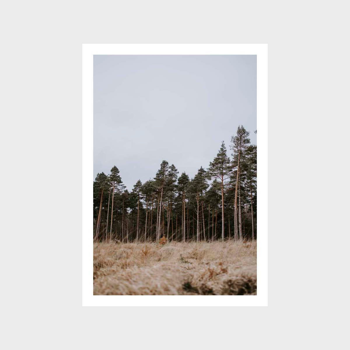 Grass Trees 2 Art Print – Empty Studios