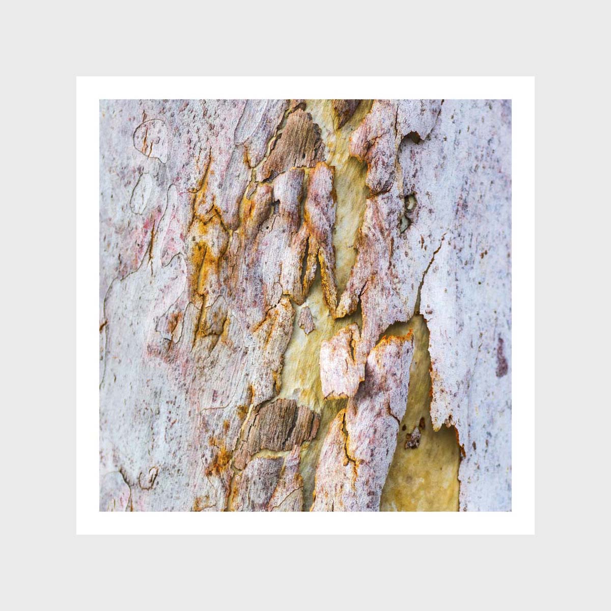 Bark 3 Art Print – Empty Studios