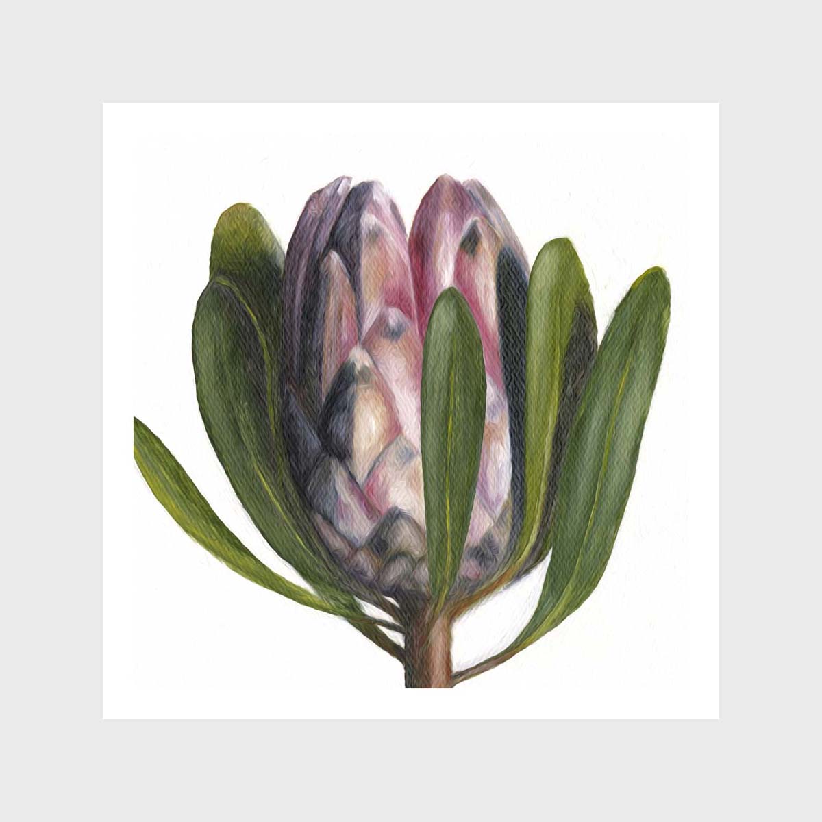 Closeup Protea Art Print – Empty Studios