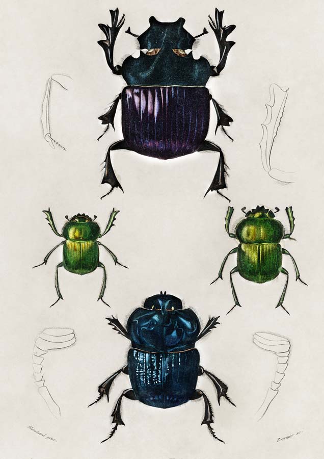 Vintage Beetles 3 Canvas Wall Art – Empty Studios