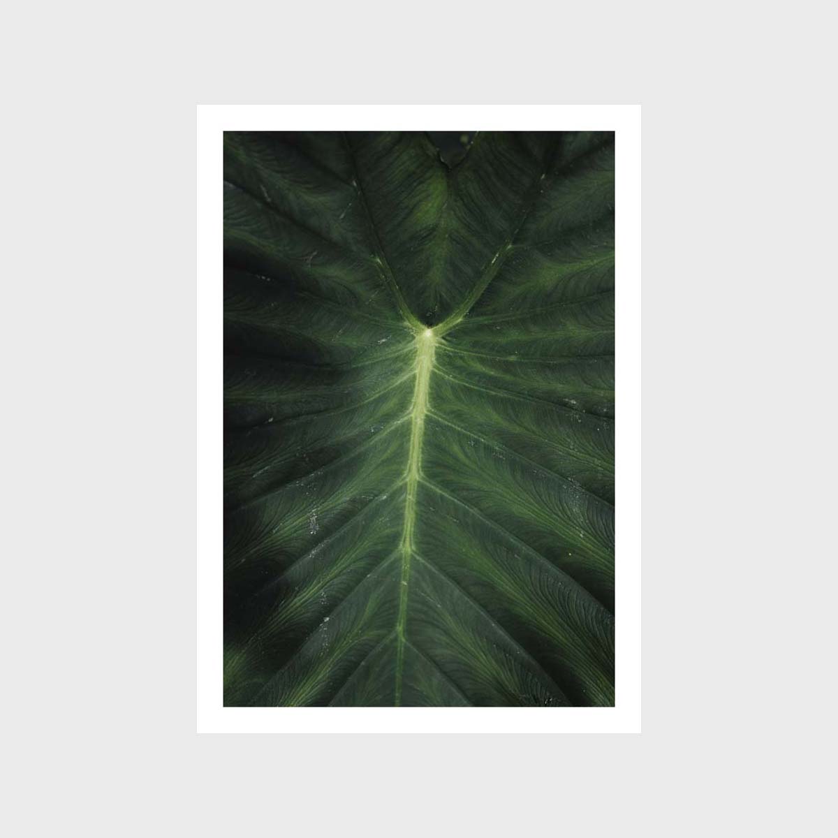 Botanical Leaf Flat 2 Art Print – Empty Studios