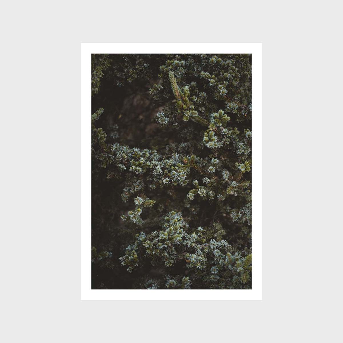 Botanical Leaf Top Pine 2 Art Print – Empty Studios