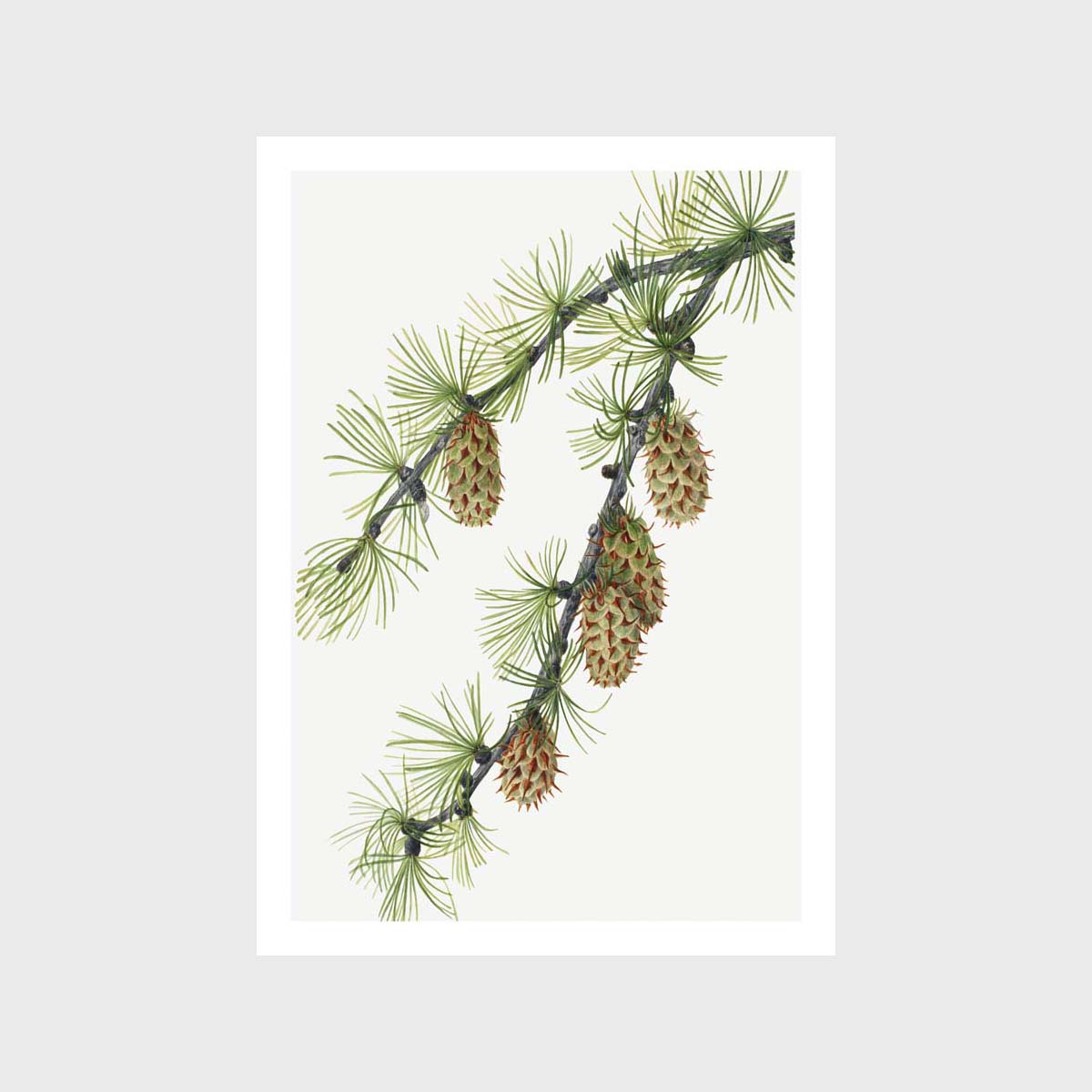 Vintage Western Larch Art Print – Empty Studios